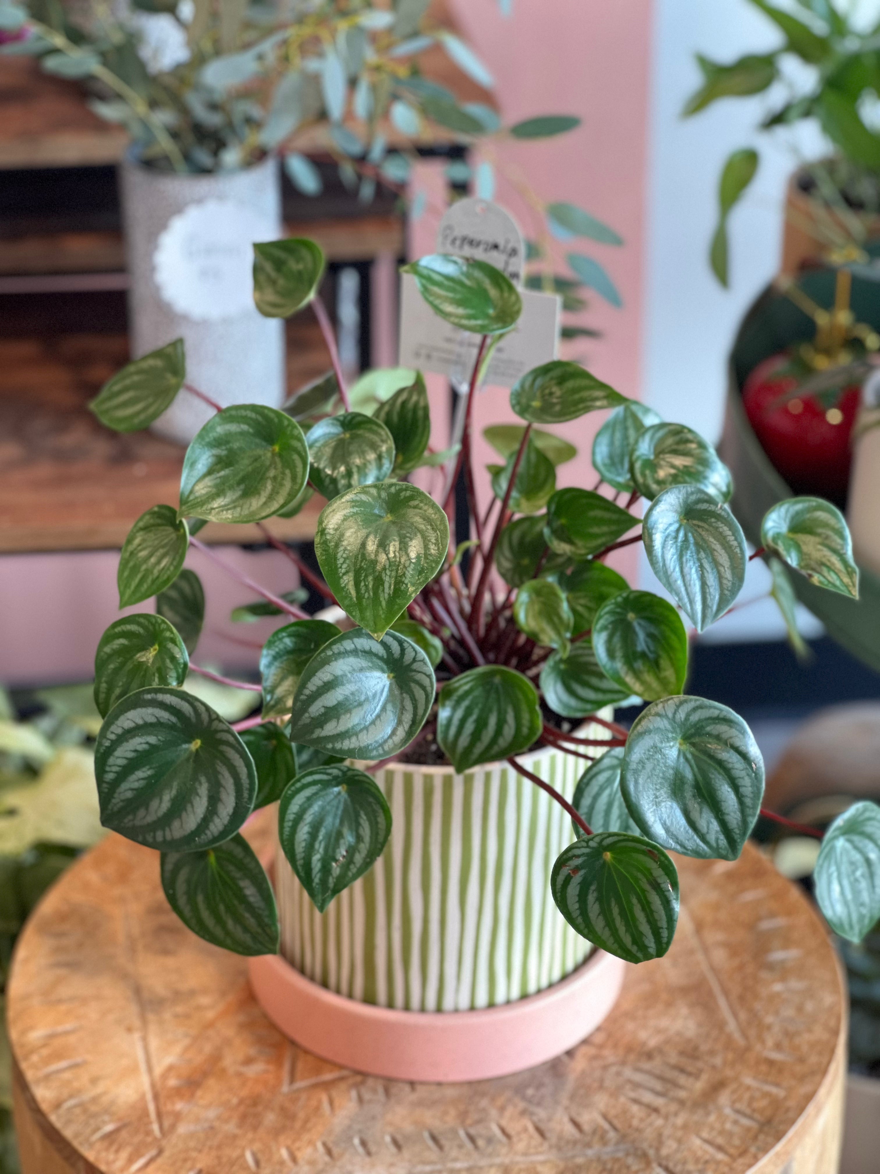 Houseplants | Live Indoor Botanicals & Pots | Houston, TX